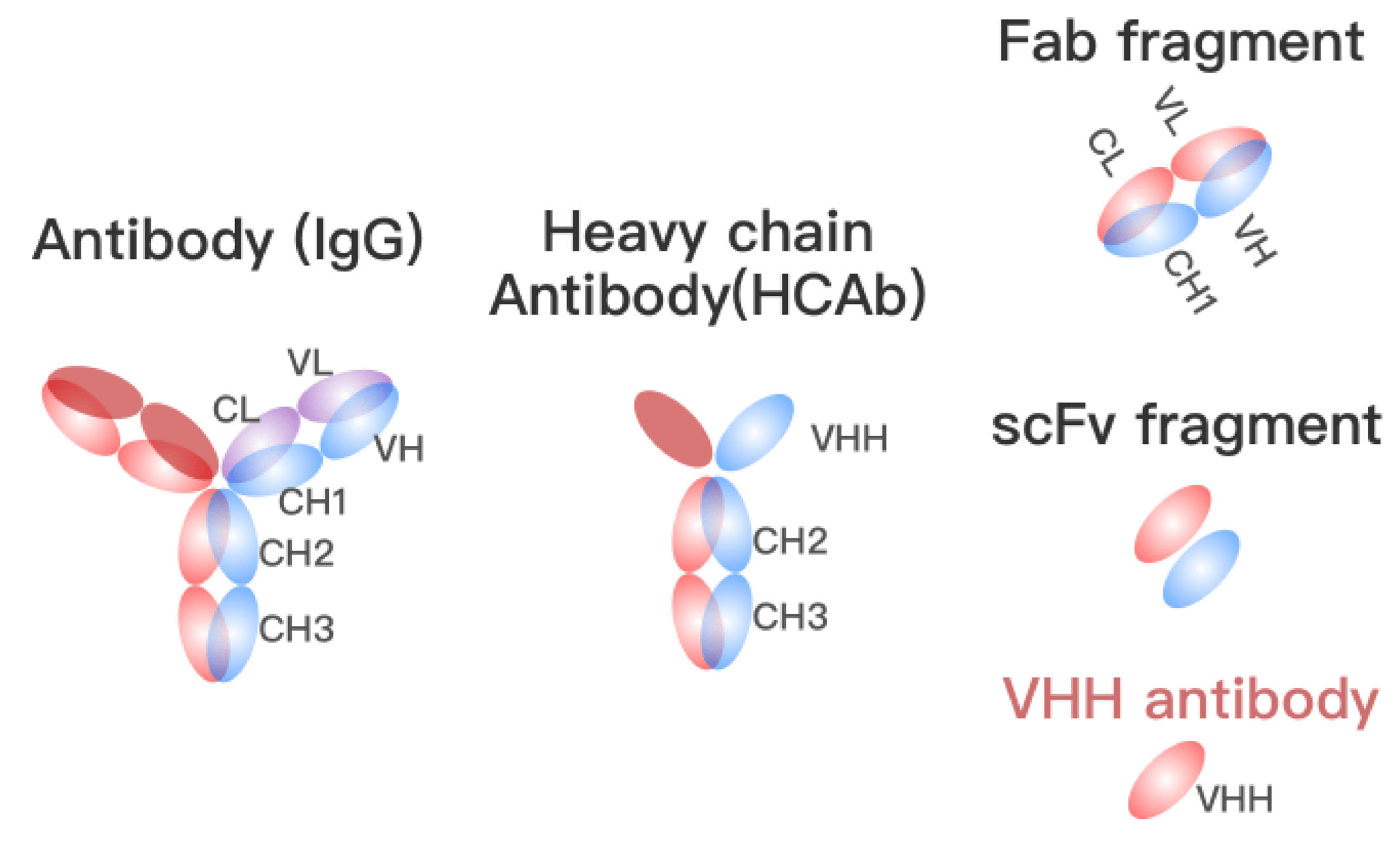 VHH抗体開発 | 株式会社ペプチド研究所